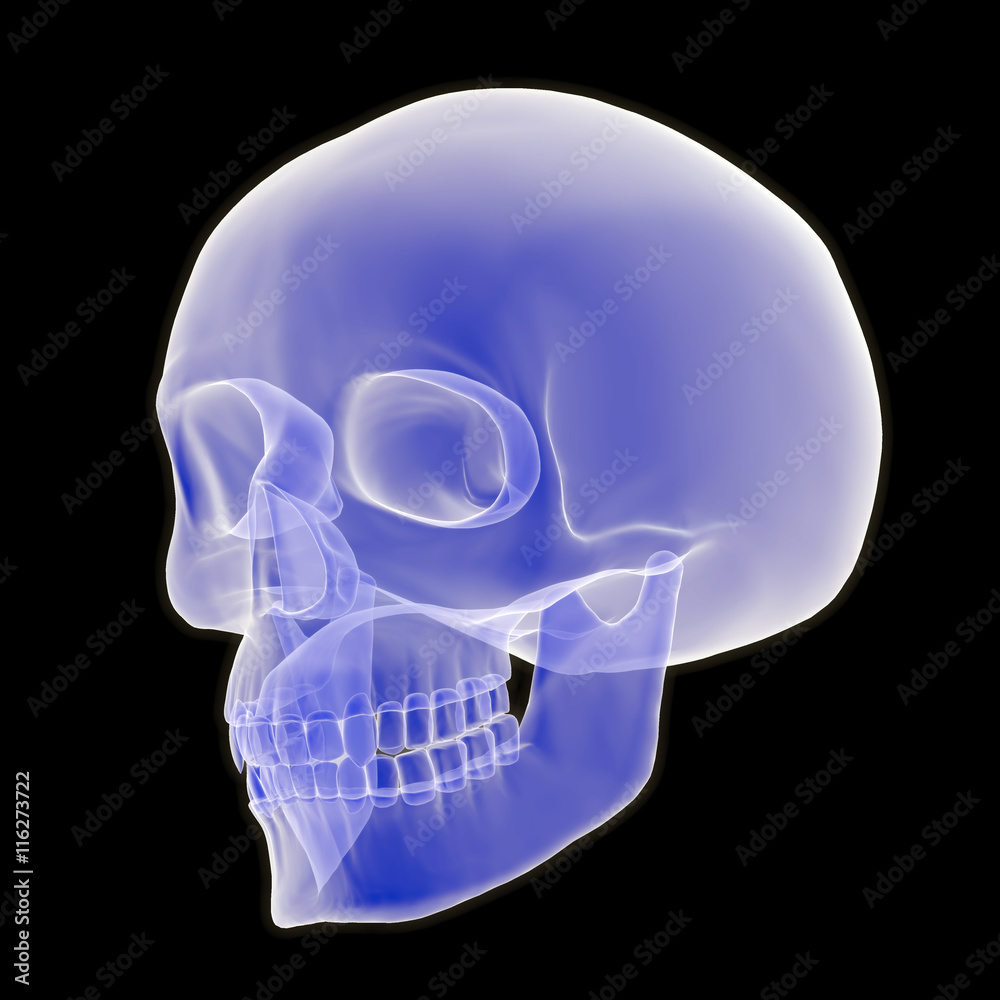3D Human Skull Three Quarter View Stock Illustration | Adobe Stock