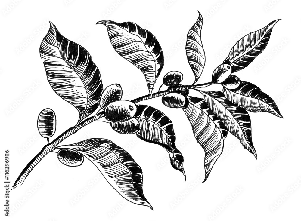 Coffee Plant Sketch Stock Illustration | Adobe Stock