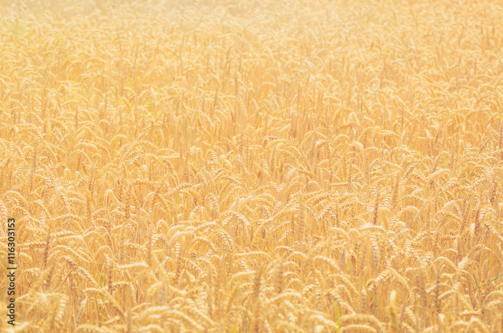 Weizenfeld Stock-Foto | Adobe Stock