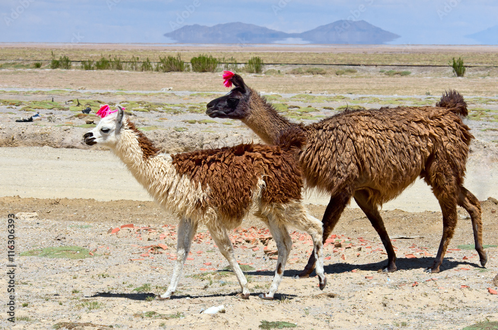 Lama in Mountains, Bolivia Stock Photo | Adobe Stock