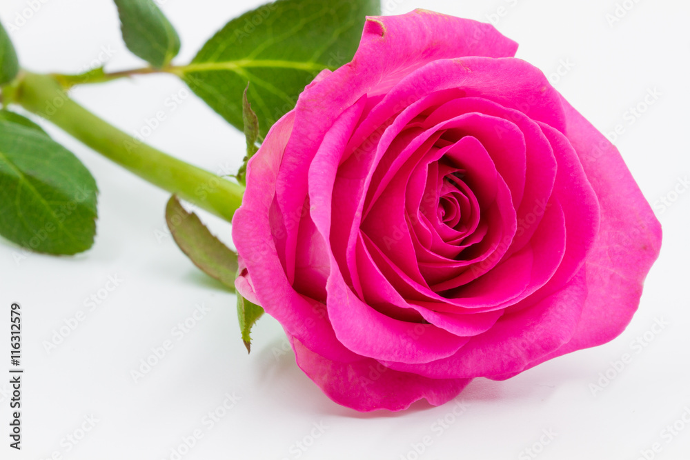Rose Stock Photo | Adobe Stock
