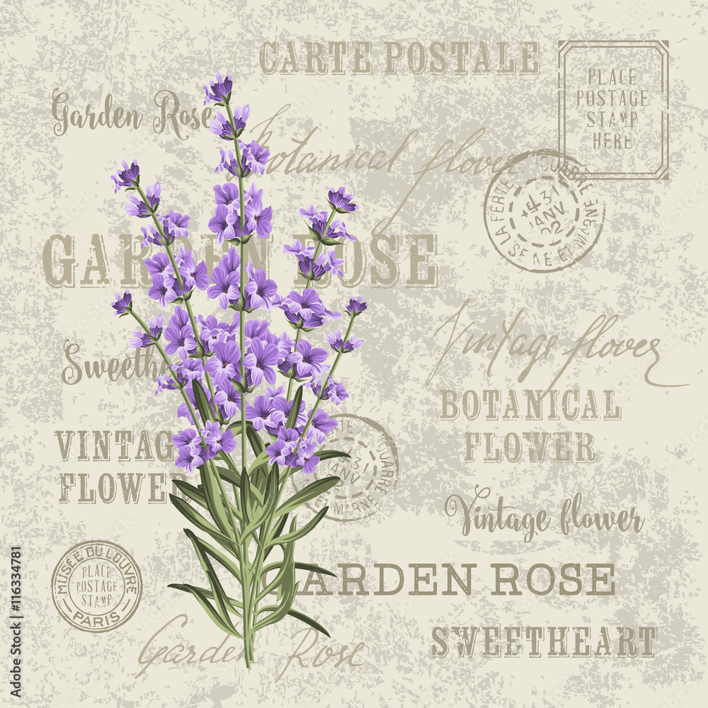 The lavender elegant card. Vintage postcard background template for ...