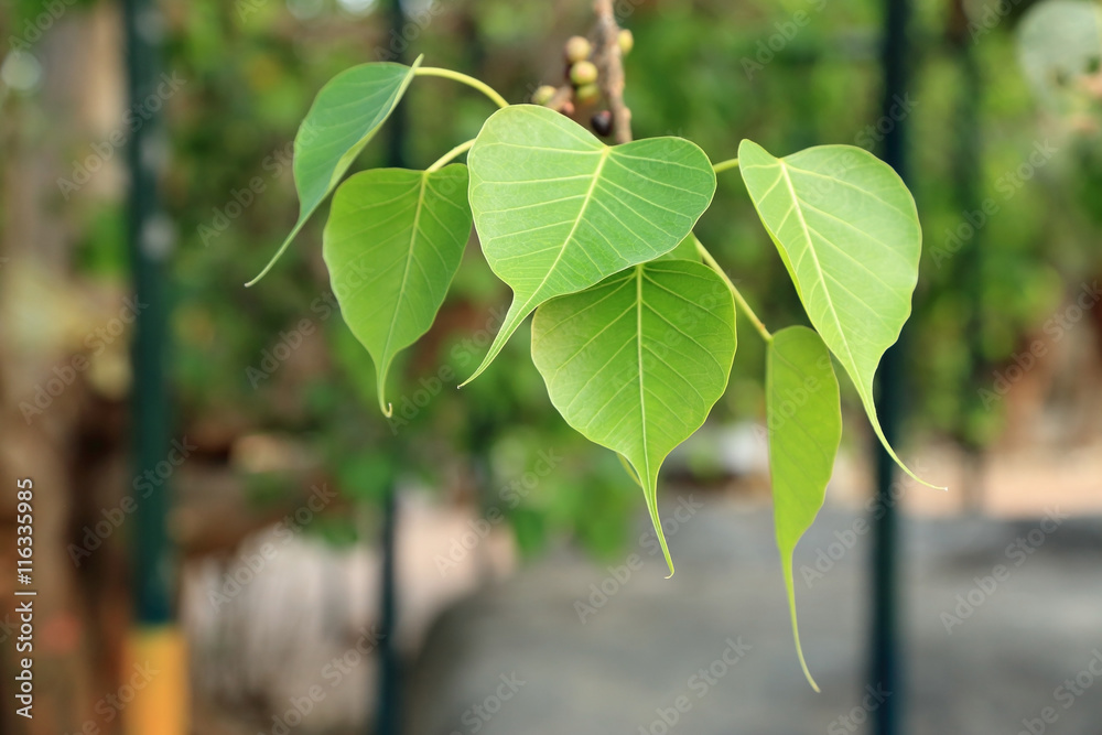 Heart shape leaf, pipal leaves on Bodhi tree in Buddhist temple. Stock ...