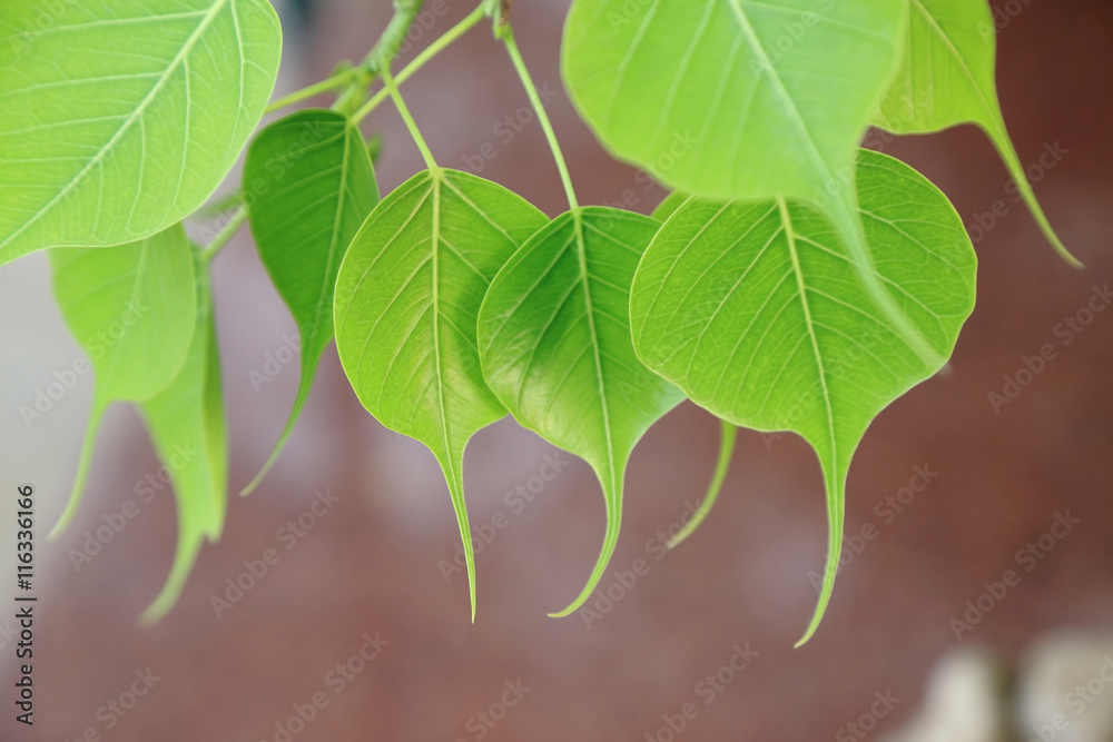 Young pipal leaves. Green leaf background. Spring scene natural Stock ...