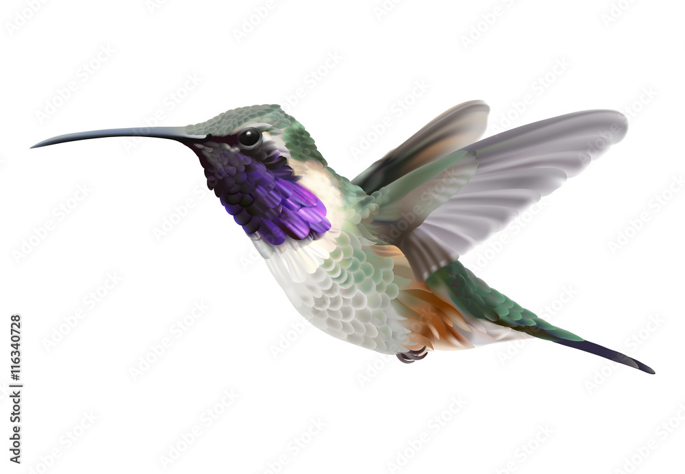 Flying Lucifer Hummingbird - Calothorax lucifer. Hand drawn vector ...