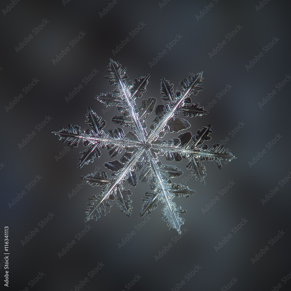 Snowflake on dark grey backdrop: macro photo of real snow crystal on ...