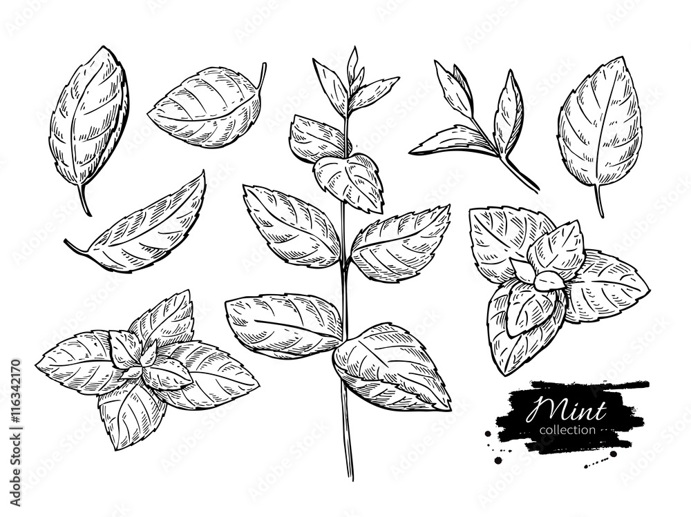 Mint Vector Drawing Set Isolated Mint Plant And Leaves Herbal Stock