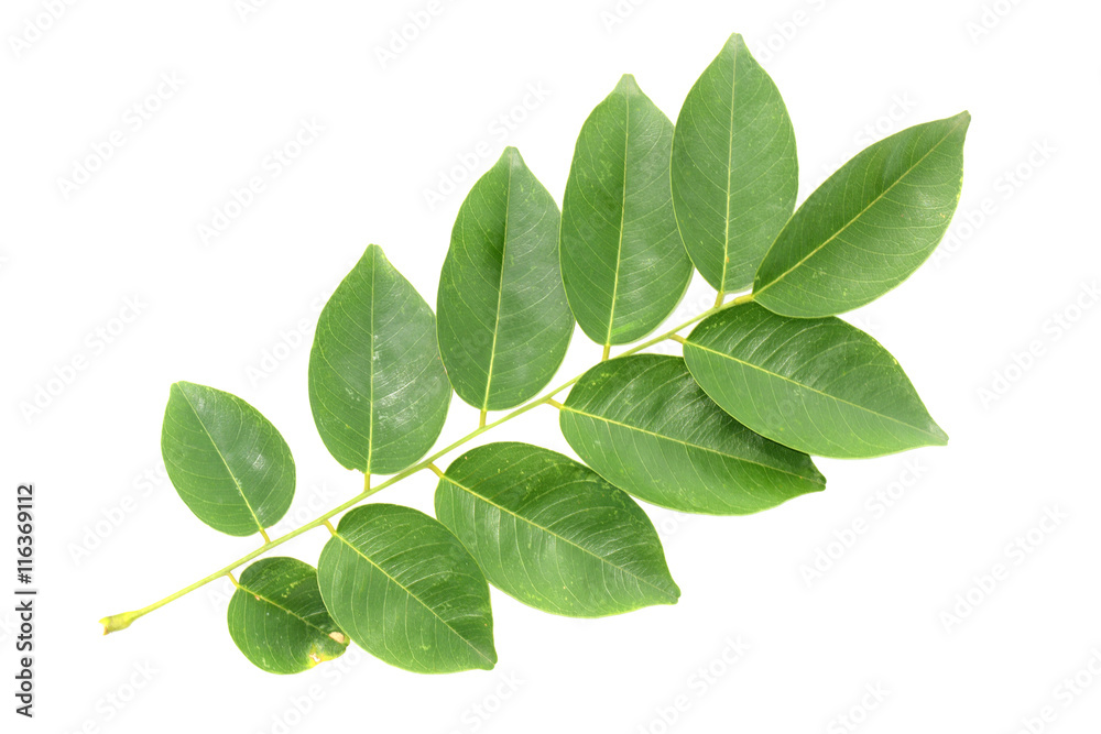 Poster Burma padauk leaf isolated on white background,Pterocarpus ...