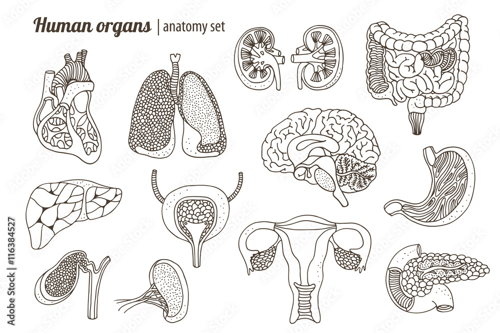 Human organs anatomy set Stock Vector | Adobe Stock