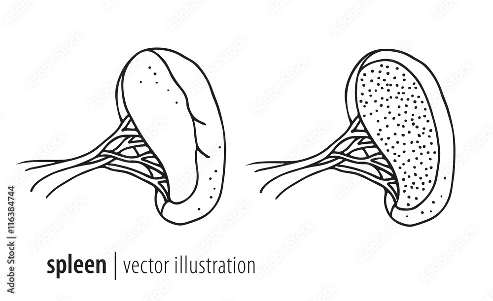 Spleen vector illustration Stock Vector | Adobe Stock