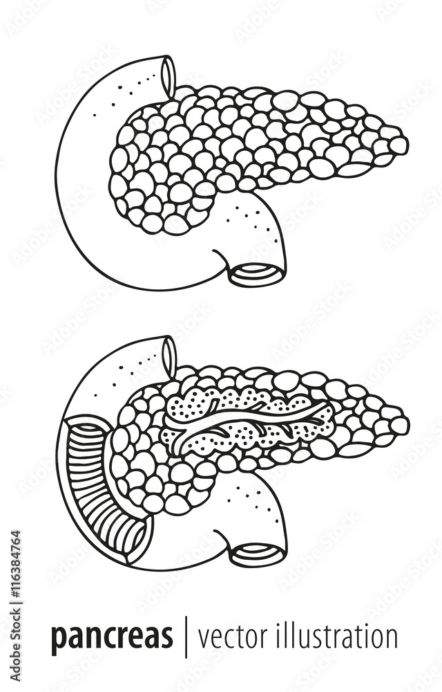 Human pankreas anatomy section vector illustration Stock Vector | Adobe ...
