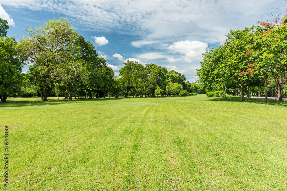 Green grass field in park at city center with sunlight in the morning ...