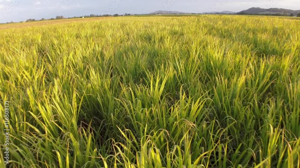 Flying over sugar cane in Australia Stock Video | Adobe Stock