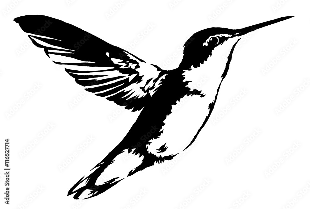 black and white linear paint draw hummingbird illustration Stock ...