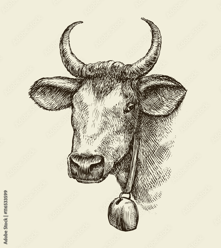 Hand drawn cow, bull. Sketch a farm animal. Vector illustration Stock ...
