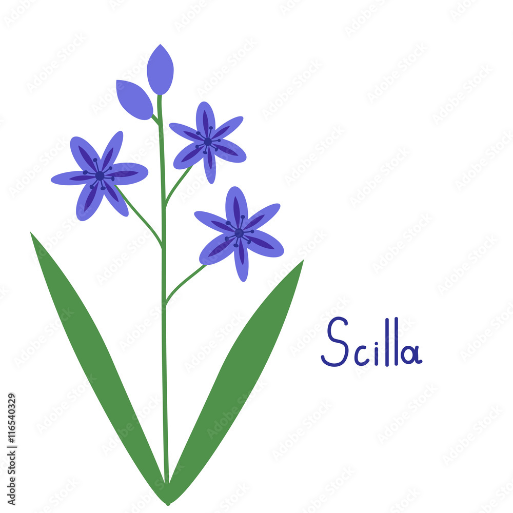 Scilla plant illustration Stock Vector | Adobe Stock