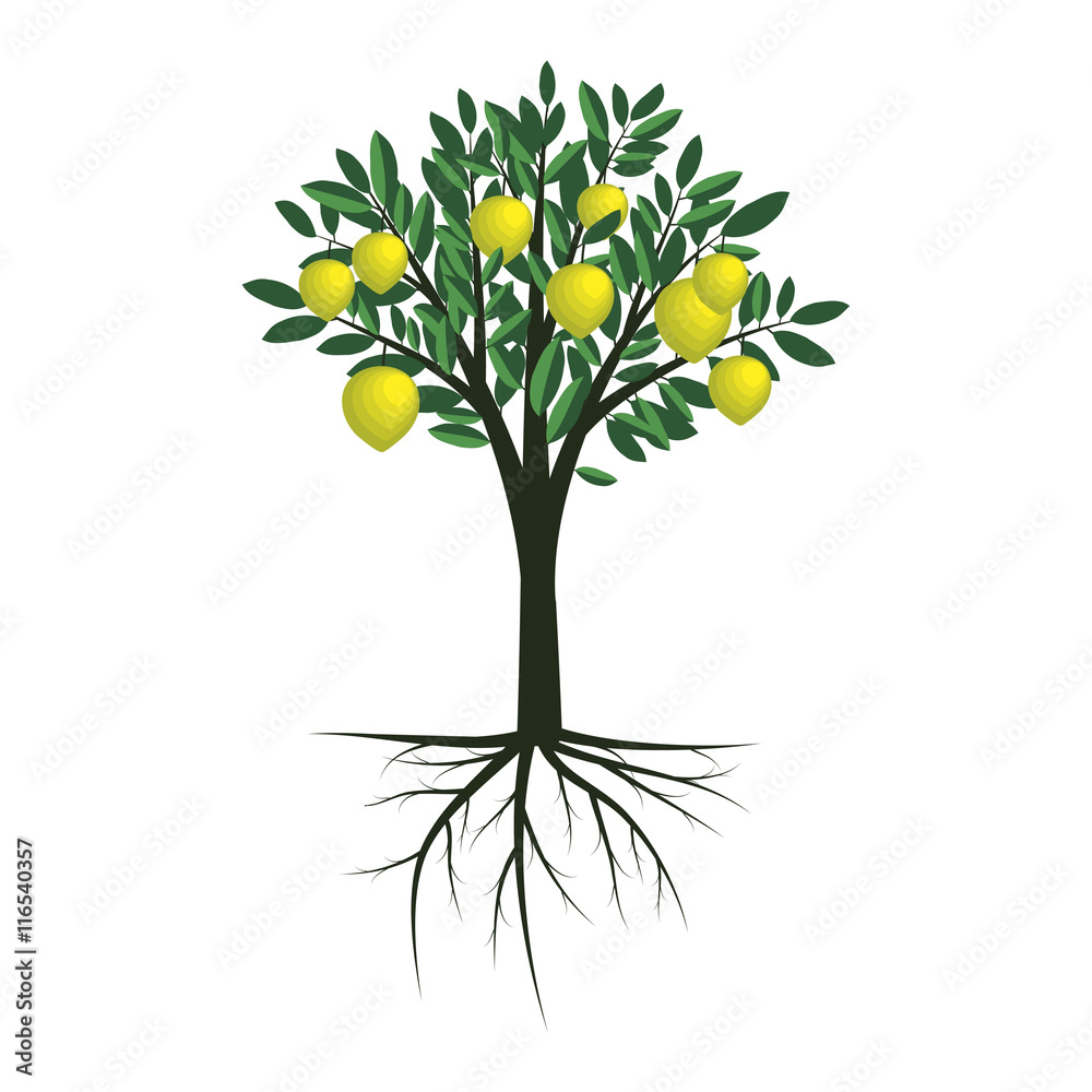 Lemon tree illustration Stock Vector | Adobe Stock