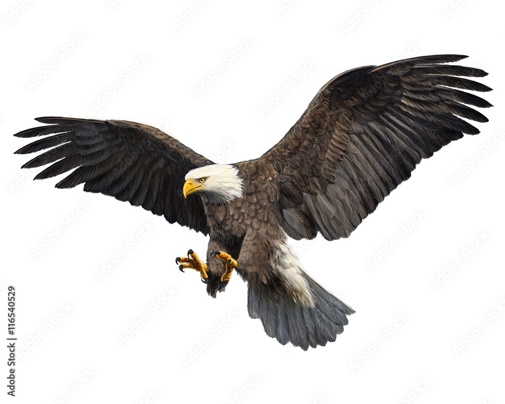 Eagle White Background
