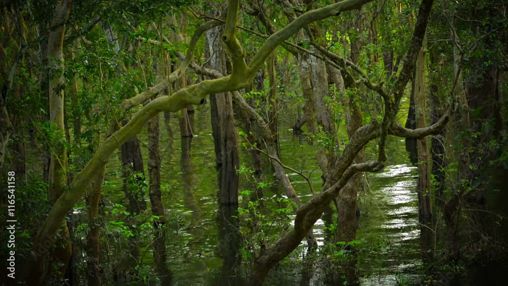 Video 1080p - Peaceful waters of a Cambodian swamp lap gently at the ...