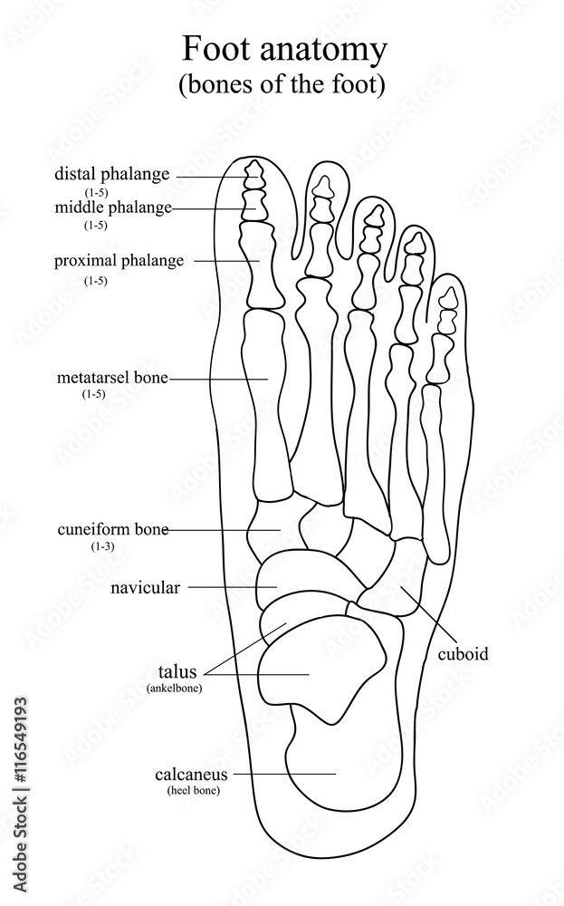 Anatomical drawing of the foot Stock Vector | Adobe Stock