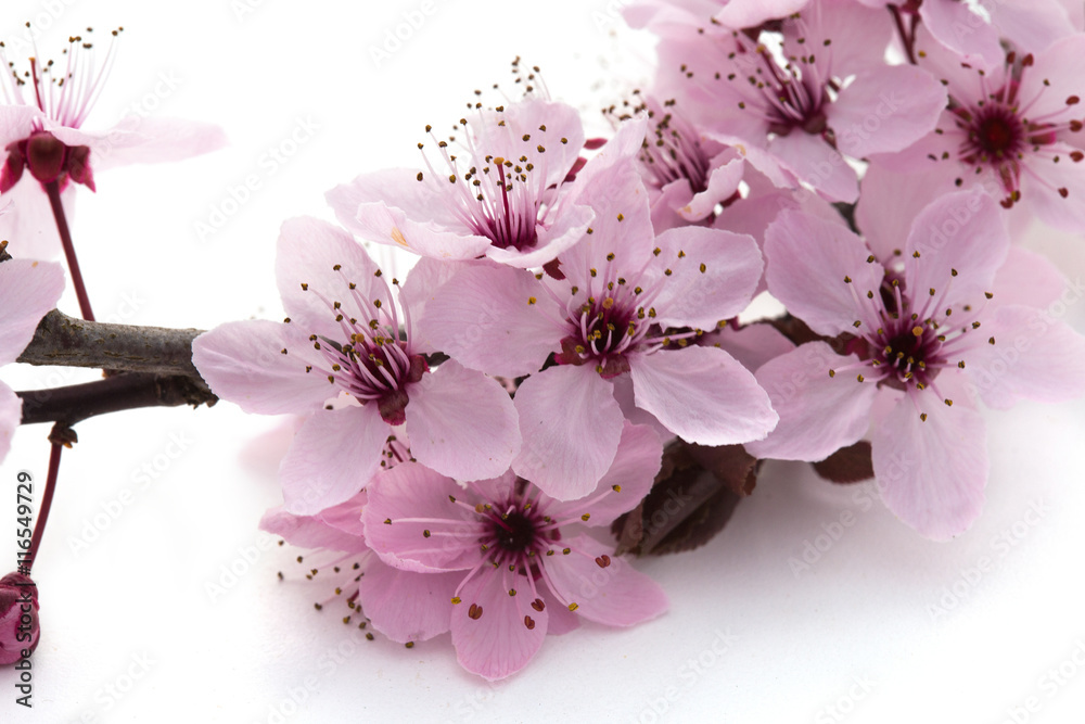 Fleur de prunus Stock-Foto | Adobe Stock