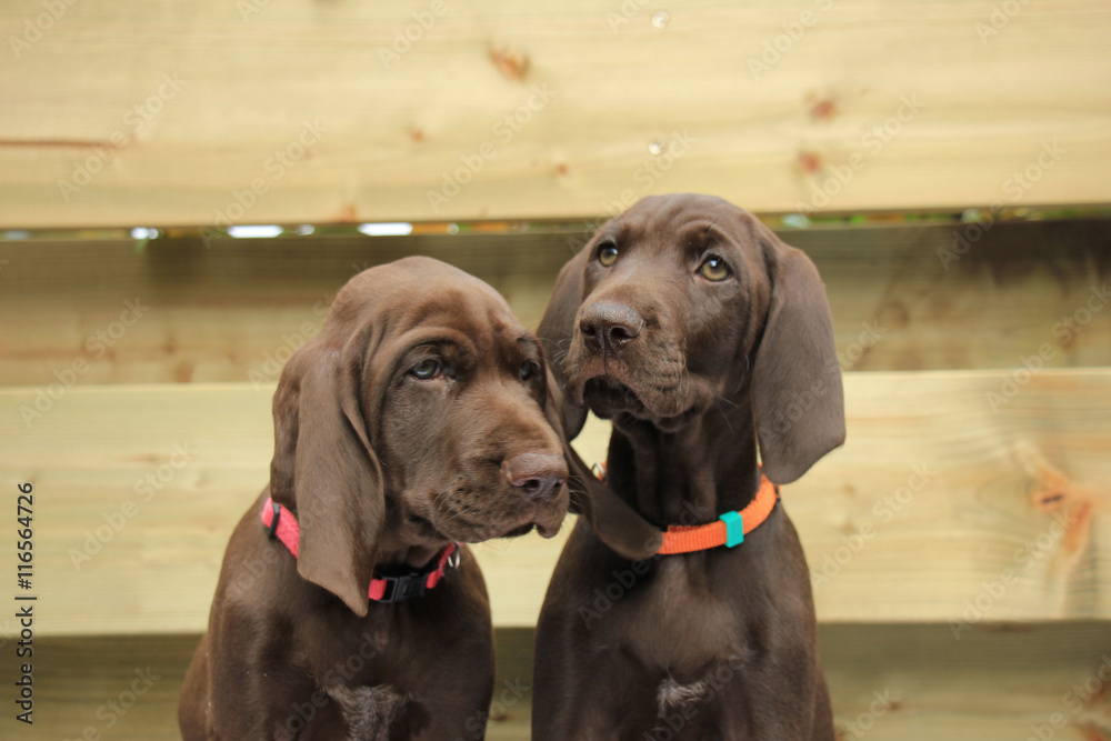 German Shorthaired Pointer Puppies Liver