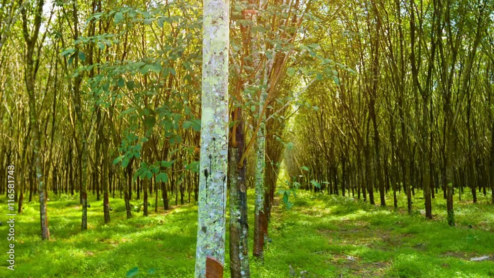 Video 1080p - Young hevea trees planted in nearly perfect rows ...