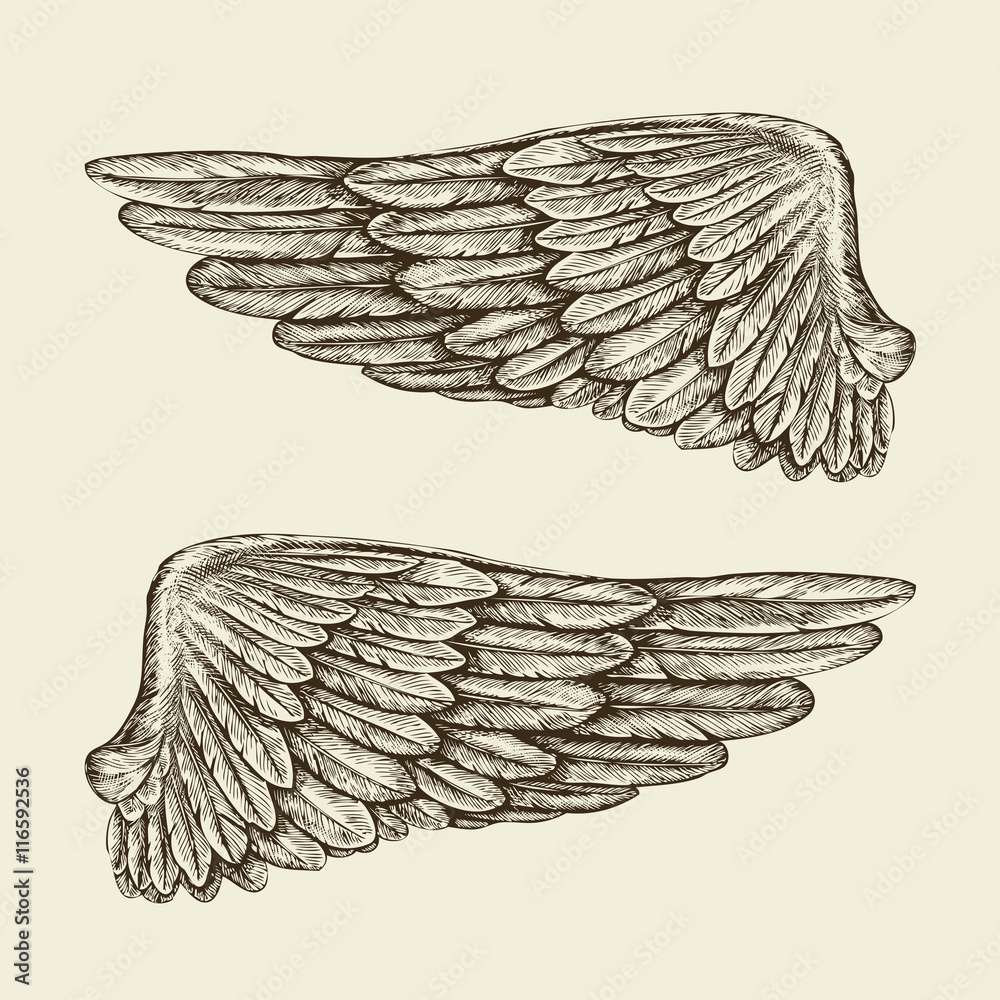 Hand drawn vintage wings. Sketch vector illustration Stock Vector ...