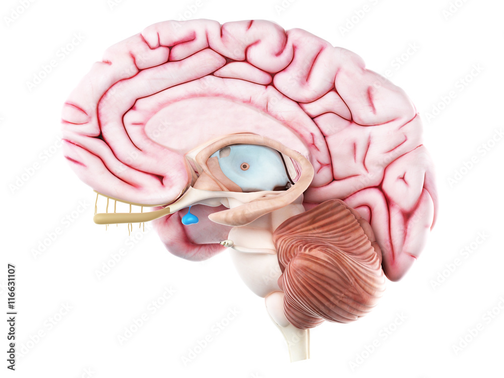 3d rendered medically accurate illustration of the pituitary gland ...