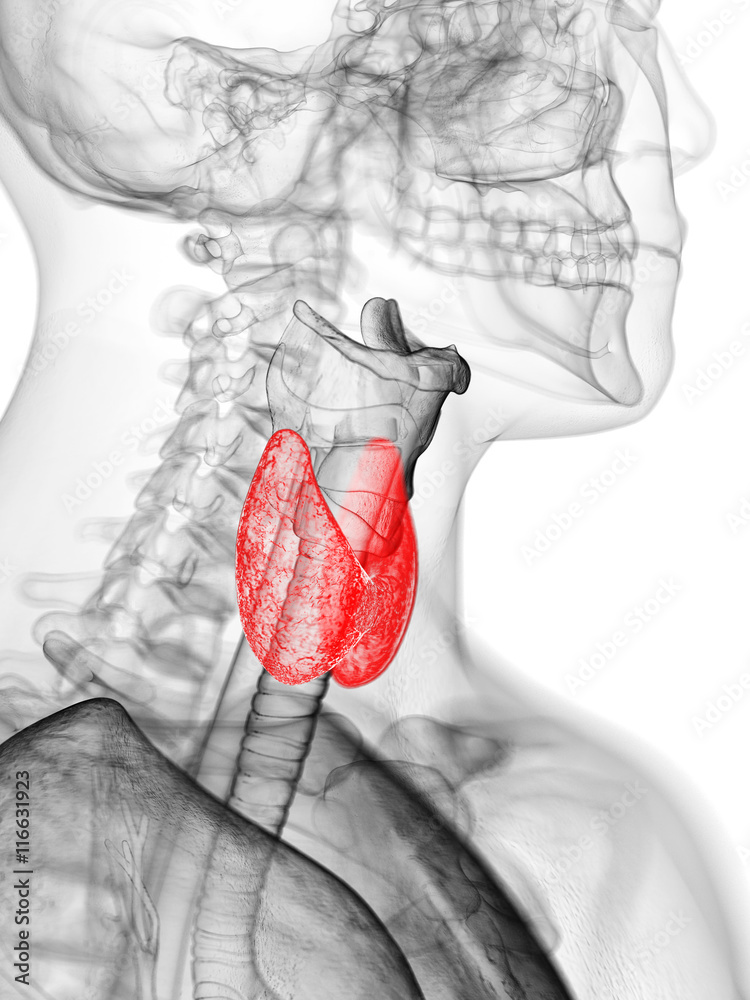 3d rendered medically accurate illustration of the thyroid gland Stock ...