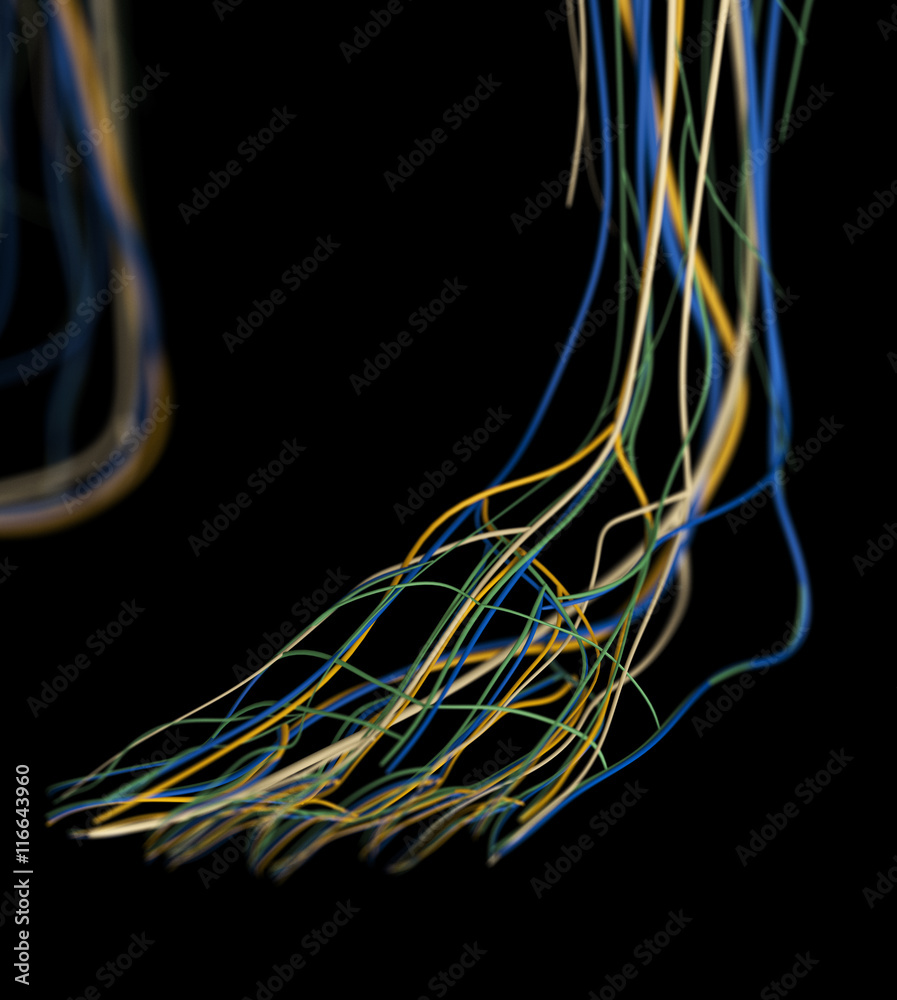 Foot artries and lymphatic system, human anatomy. 3d illustration Stock ...