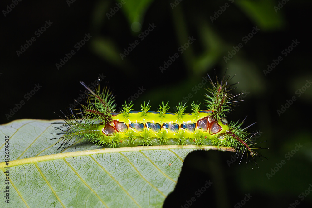 Slug moth caterpillar Stock Photo | Adobe Stock