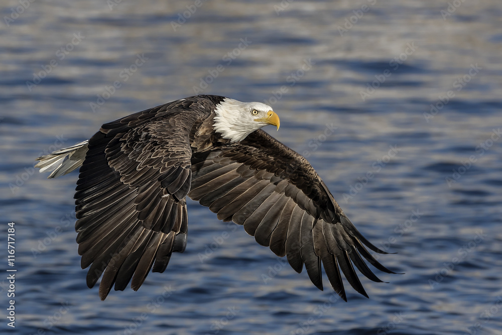 Mature Bald Eagle flying low across the water Stock Photo | Adobe Stock