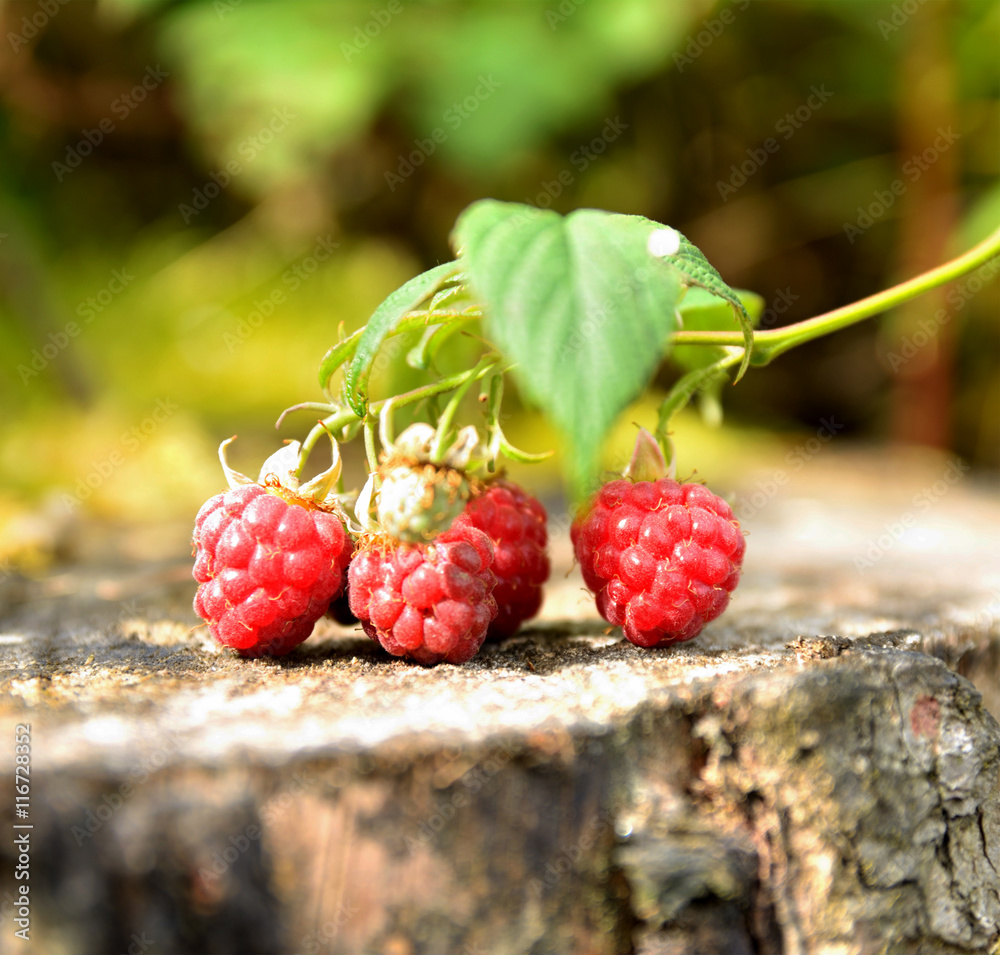 Wild raspberry bush in nature Stock-Foto | Adobe Stock