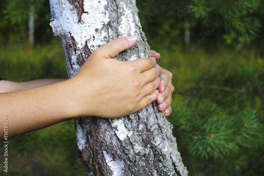 The girl hands hugging a tree trunk. To hold the birch. The concept of ...