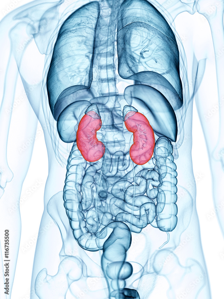 medically accurate illustration of the kidneys Stock Illustration ...