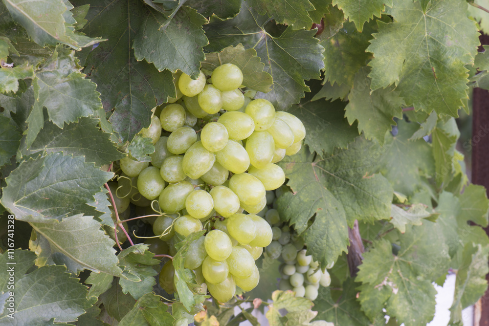 Racimo de uvas en la cepa, planta con uvas en el jardin Stock Photo ...