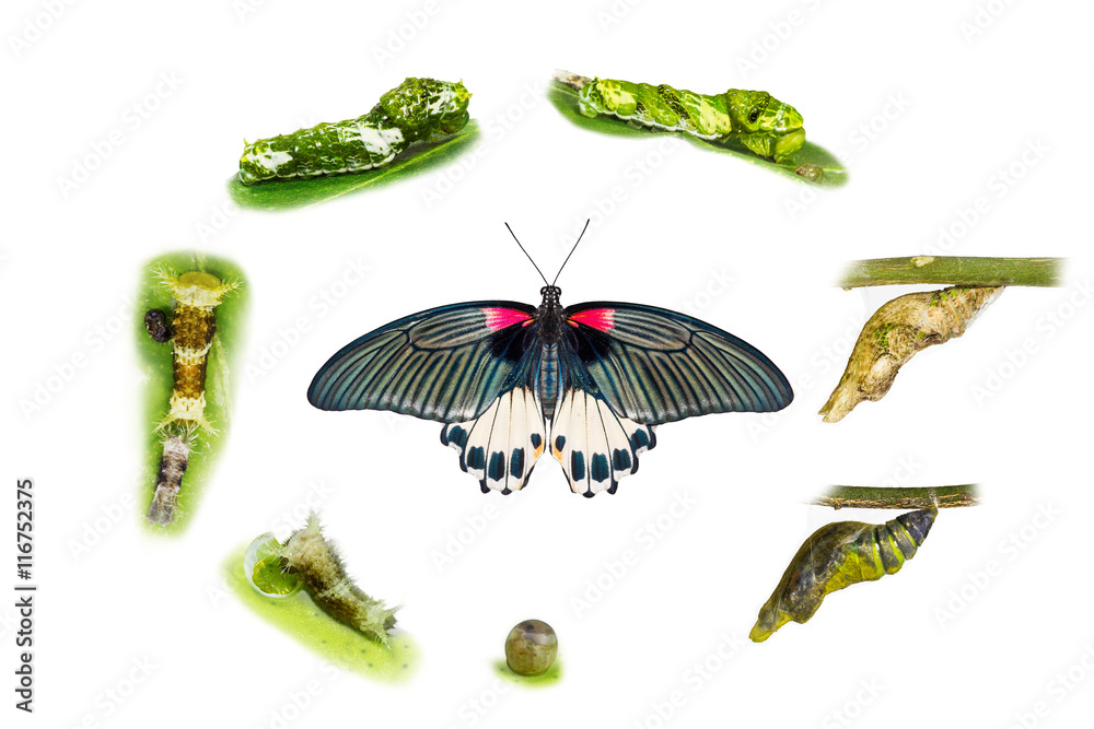 Life cycle of female great mormon butterfly Stock Photo | Adobe Stock