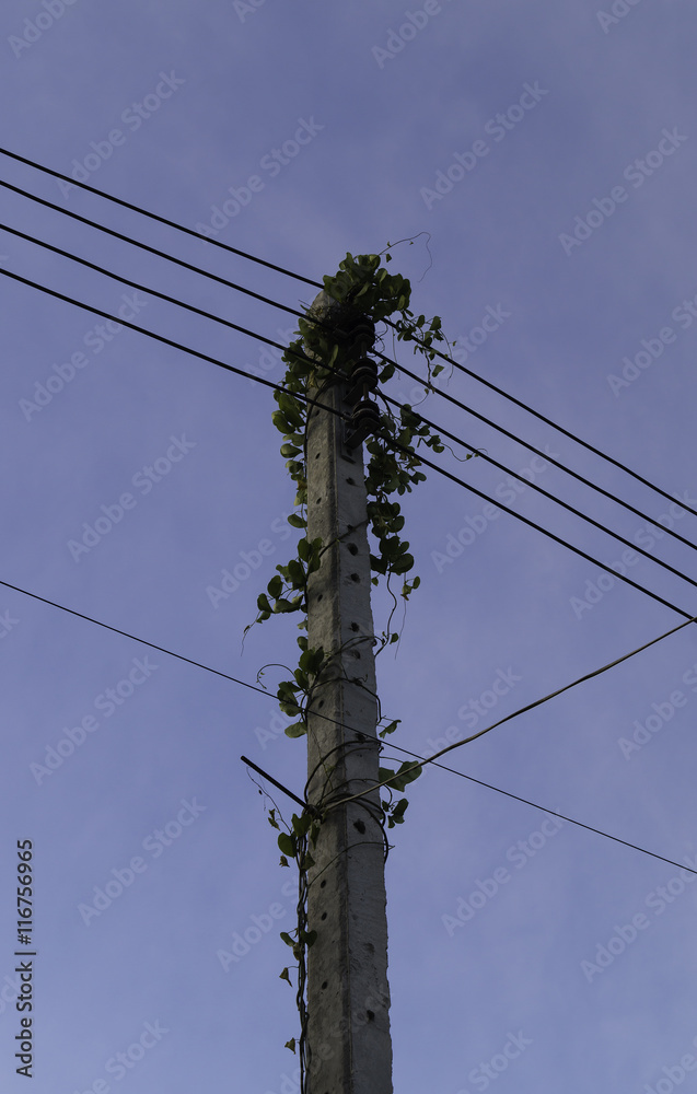 Little tree growing on electric pole in blue sky background Stock Photo ...