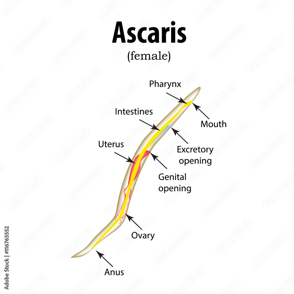 The structure of the roundworm. Ascaris. Vector illustration on ...