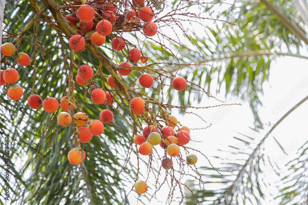 Palm kernel on palm tree. Stock Photo | Adobe Stock