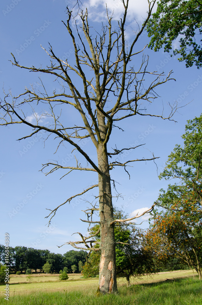 toter Baum in der Heide foto de Stock | Adobe Stock