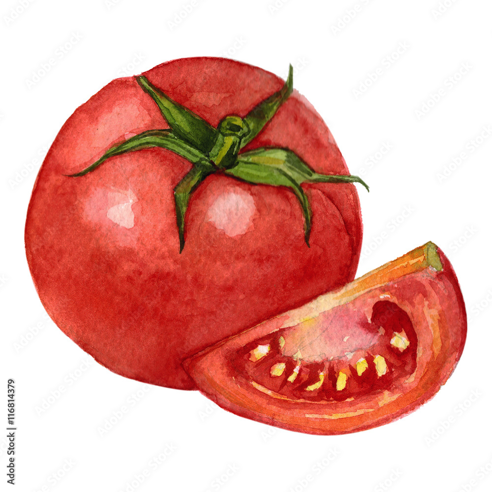 Watercolor hand drawn tomato Stock Illustration | Adobe Stock
