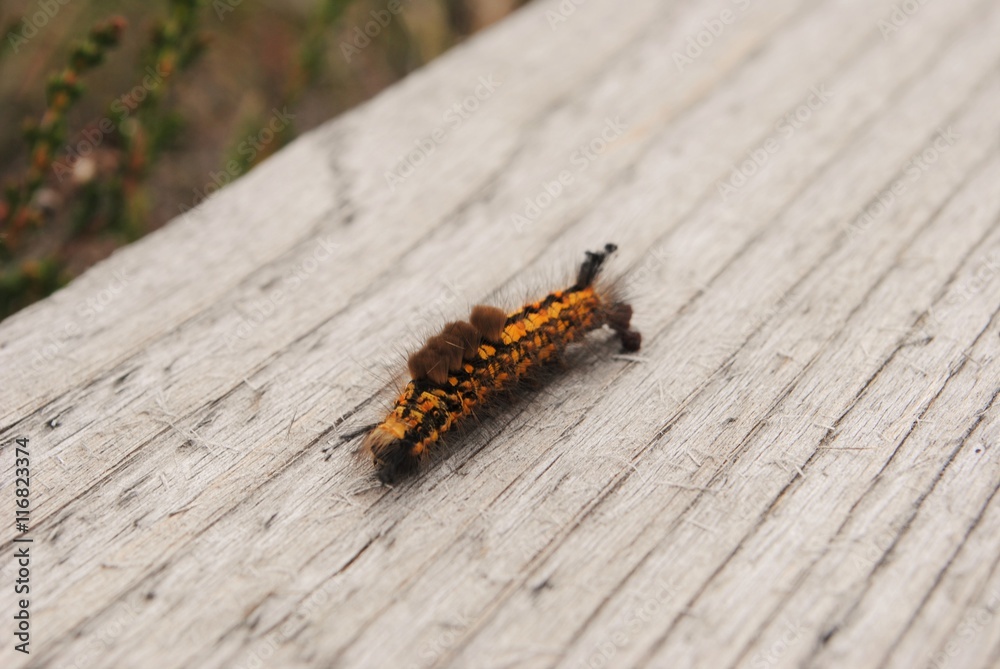 Raupe Stock Photo | Adobe Stock