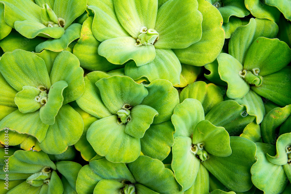 Fresh green spawn in the water background.Green spawn background Stock ...