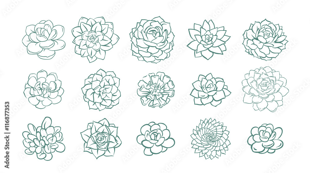 Succulent illustration line sketch set Stock Vector | Adobe Stock