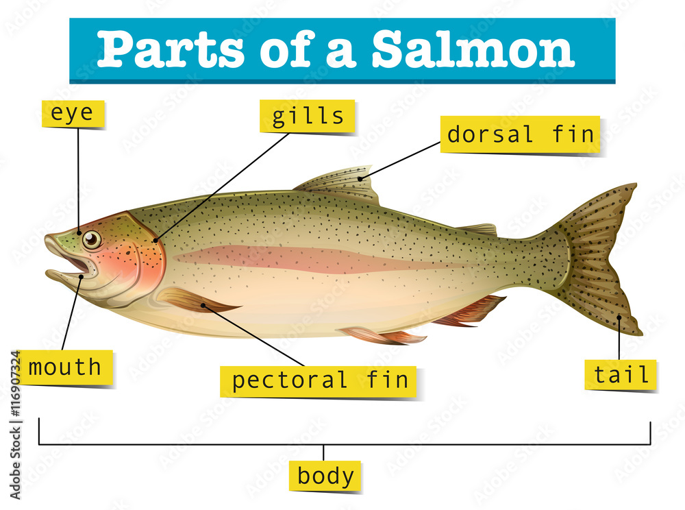 Diagram showing parts of salmon Stock Vector | Adobe Stock