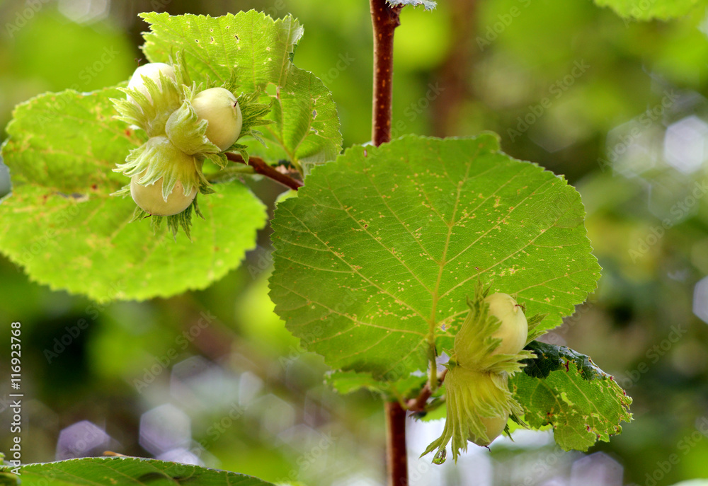 gemeine Hasel - Haselnuss Strauch Stock-Foto | Adobe Stock