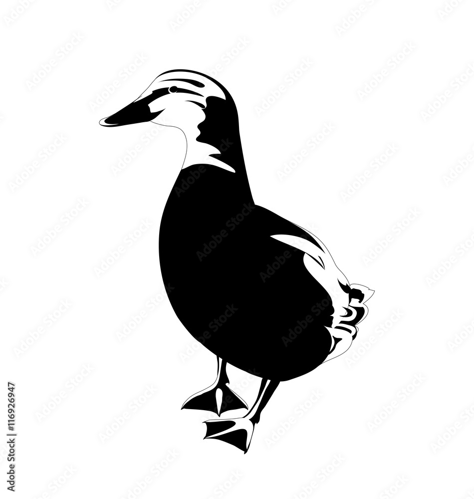 vector duck. black and white Stock Vector | Adobe Stock