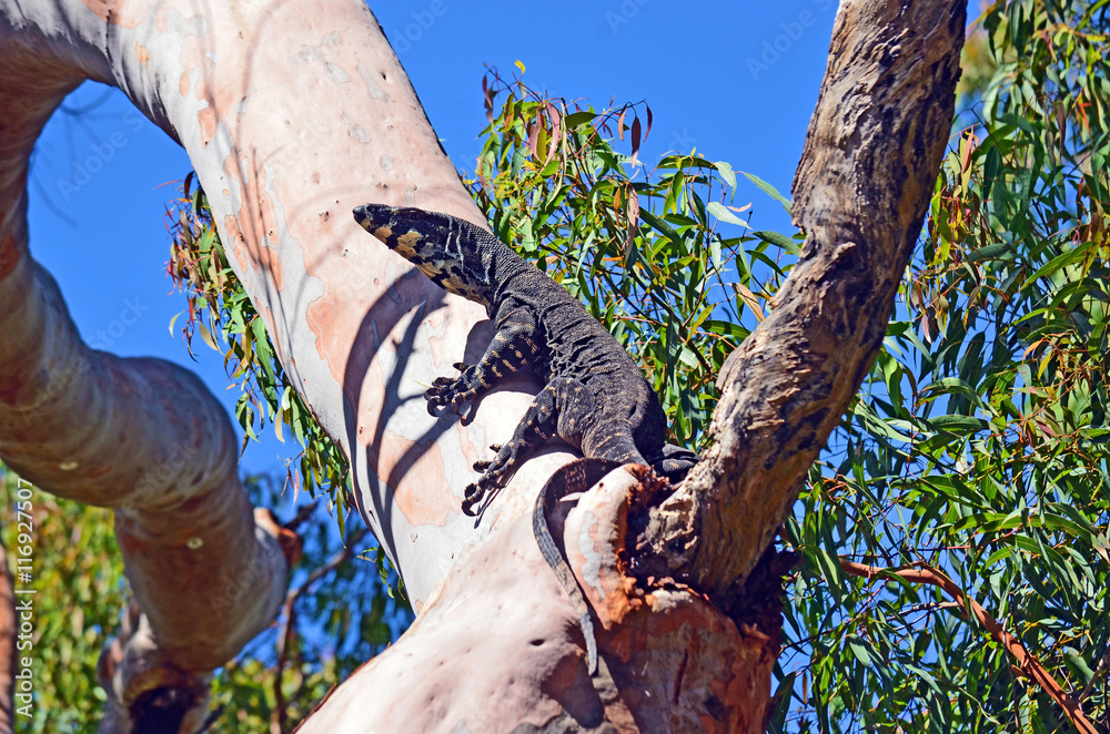 Australian Goanna (Lace Monitor lizard Varanus varius) climbing a tree ...